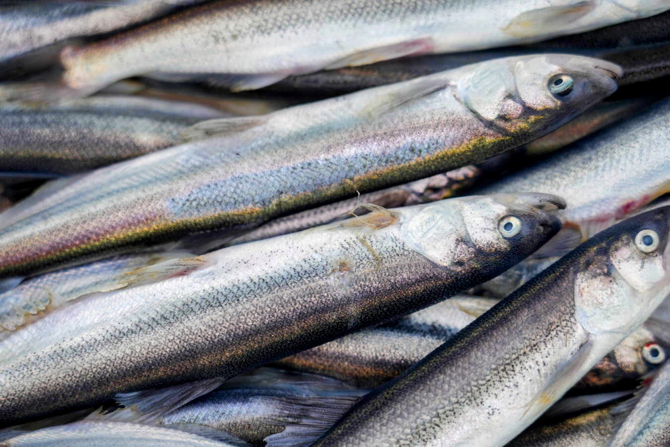 A Guide to Catching Hooligan in Alaska • Earth by Foot